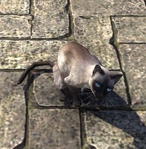 Wendelbek (Katze)