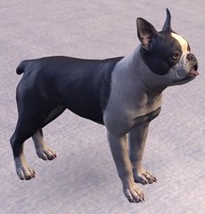 Online:Bretonischer Terrier